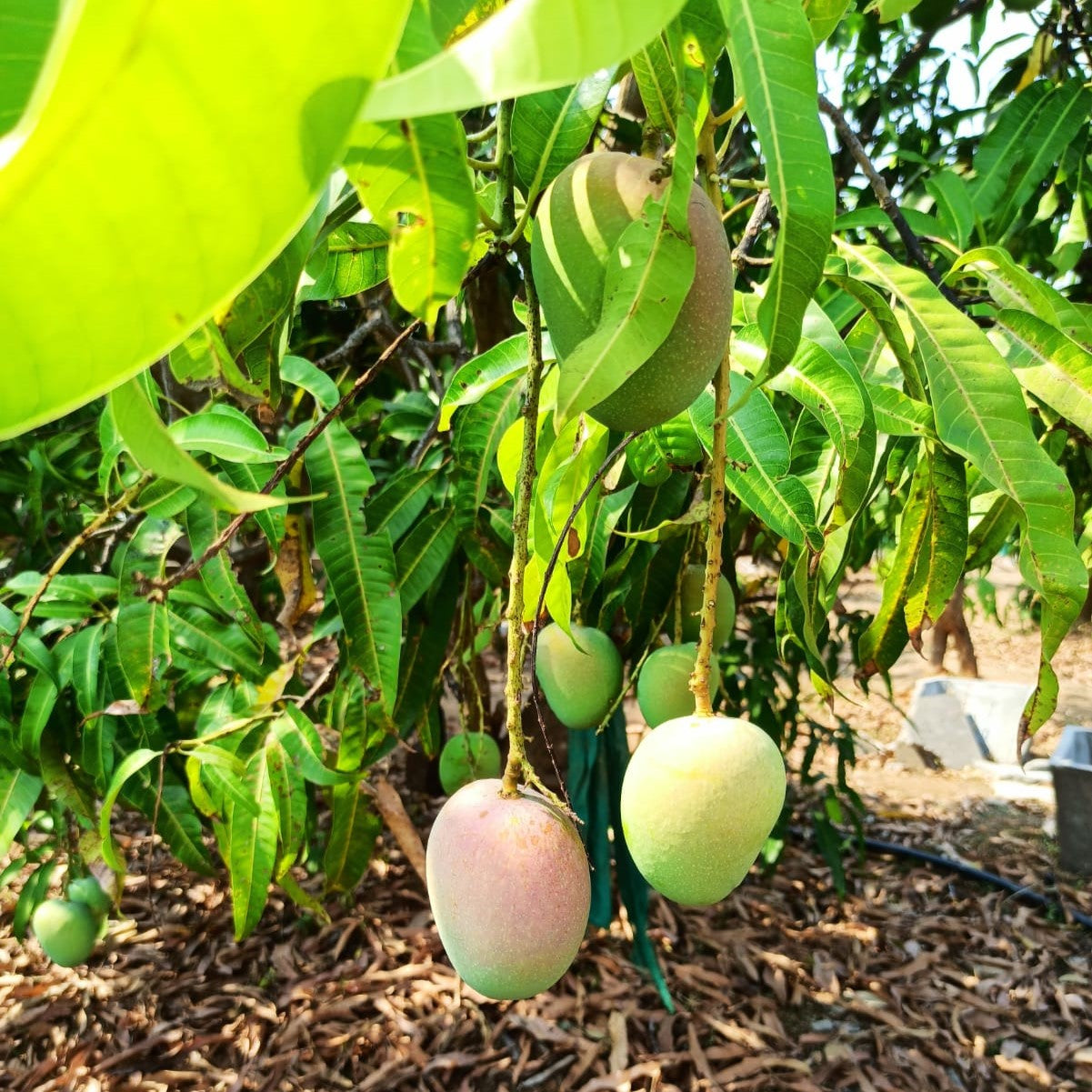 Green Alphonso Mango