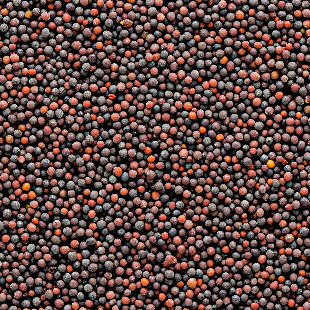 Aravali Black Mustard – Burlap & Barrel