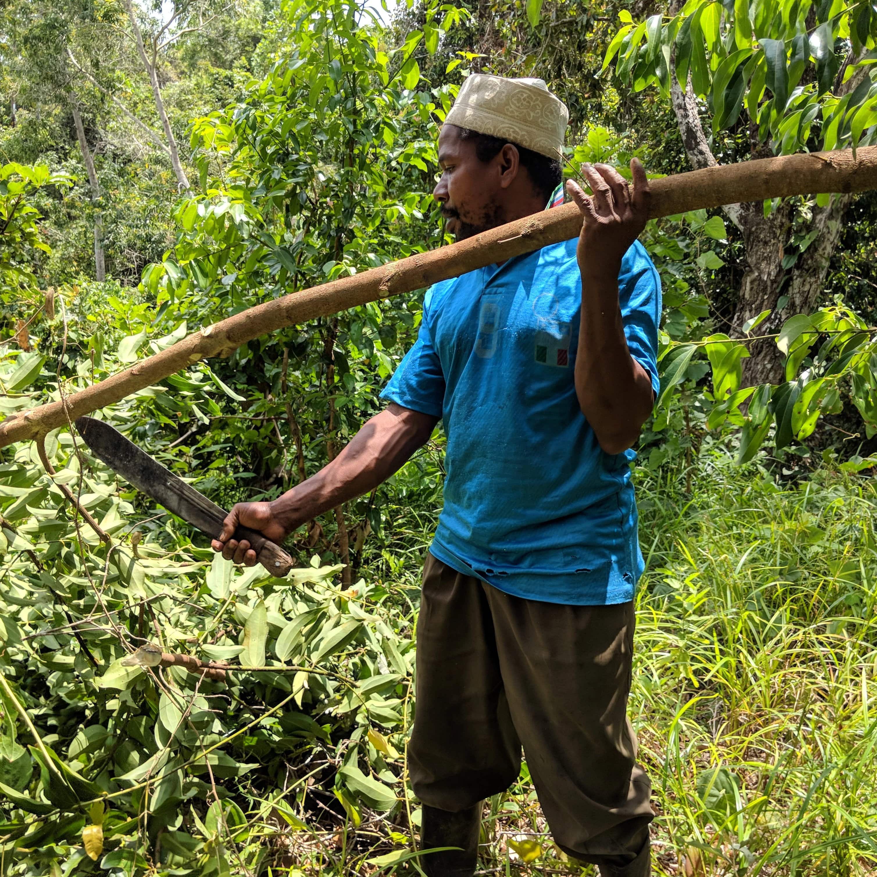 ceylon cinnamon tree