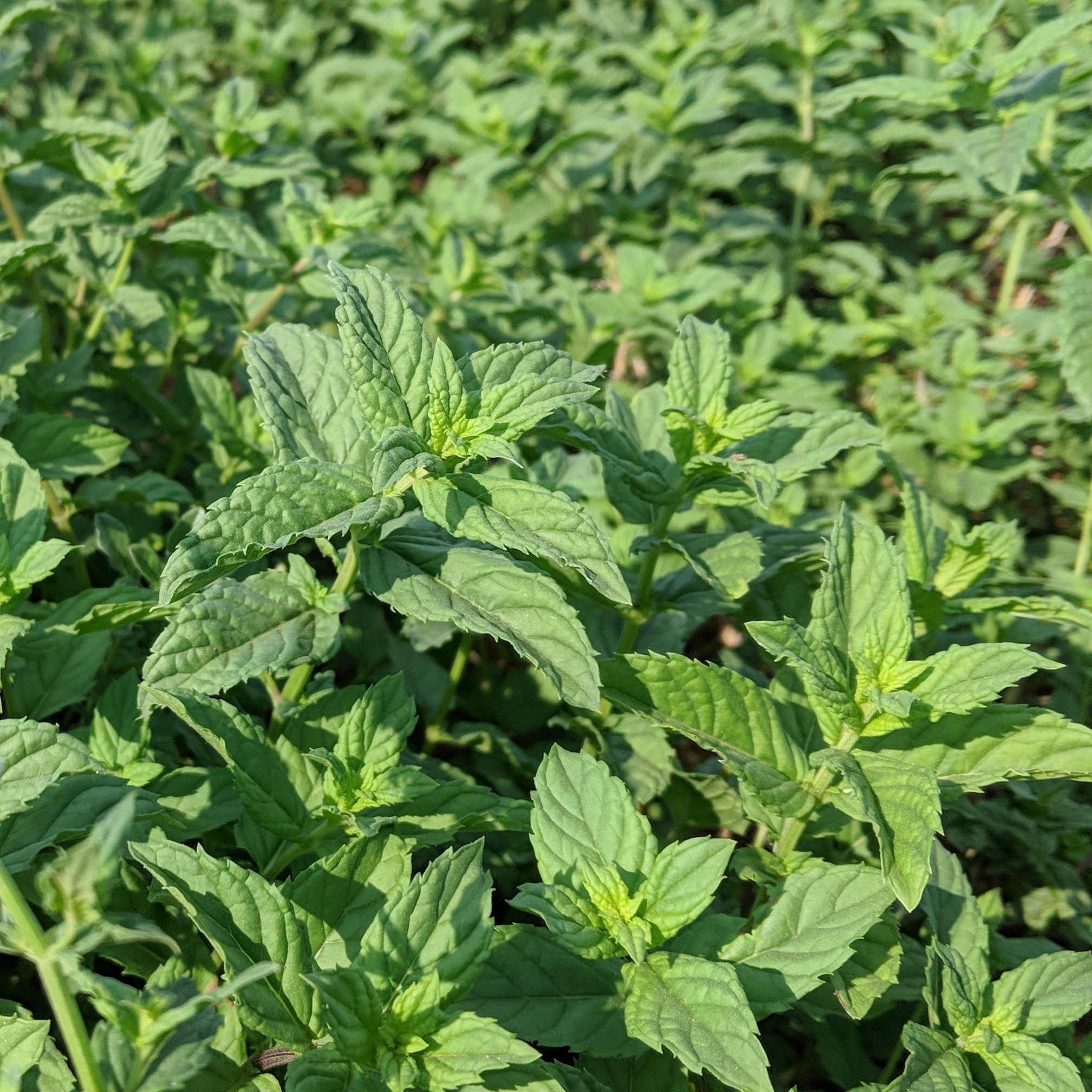 Mint Plant Images
