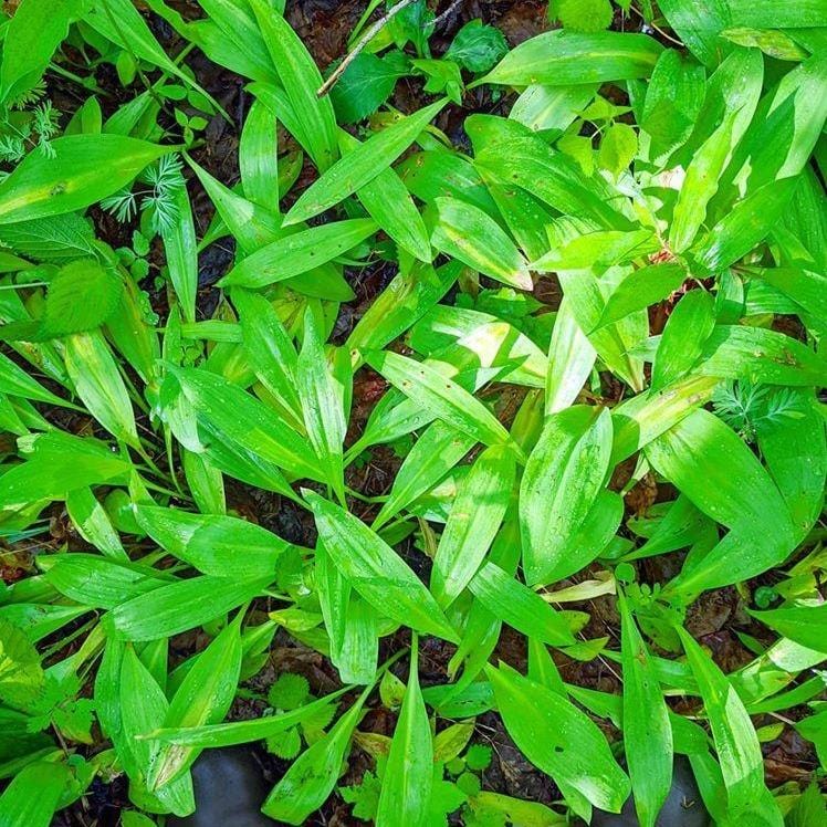 Wild Ramps – Burlap & Barrel